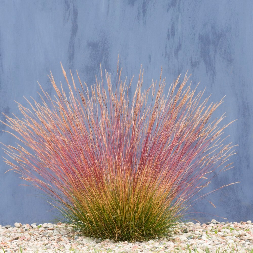T&M Hardy Perennial Festuca Sunrise Textural Evergreen Reliable 9cm ...