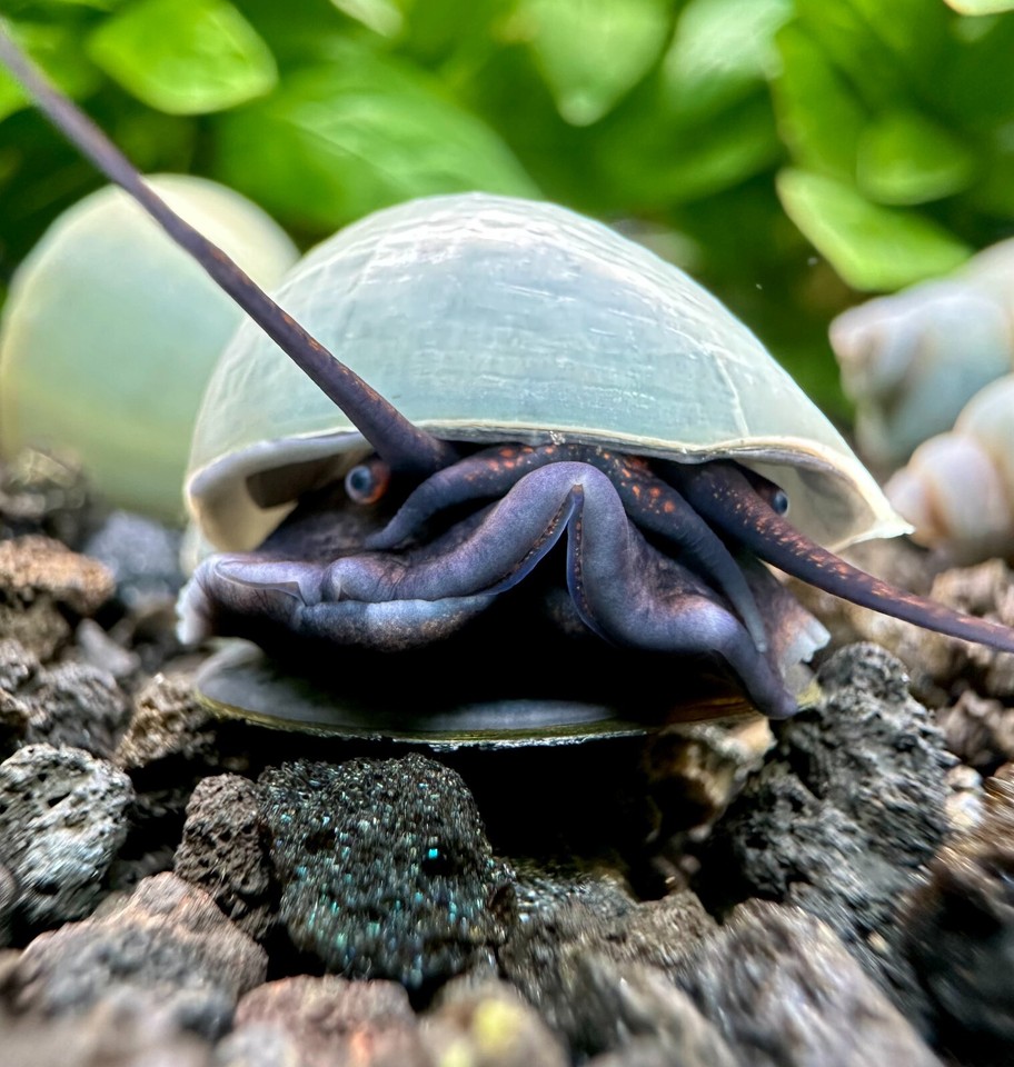 3 Blue Mystery Snails (Pomacea Bridgesii) Live Freshwater Snail ...