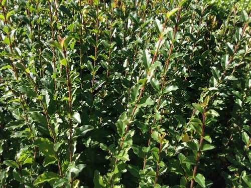 Box leaved Privet Hedge - Ligustrum Undulatum - 8 Cuttings - Tasmanian ...