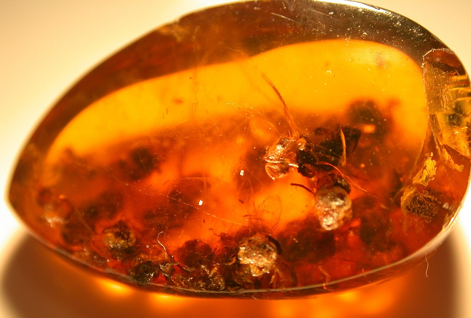 Very RARE Swarm of Extinct Stingless Bees in Dominican Amber Fossil ...
