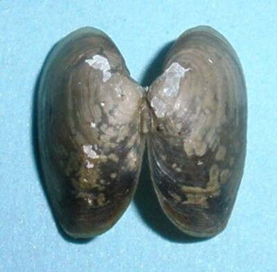 Glauconome angulata - GLAUCONOMIDAE - Philippines Sea shell - 9mm F+/F++ #1840 | eBay UK