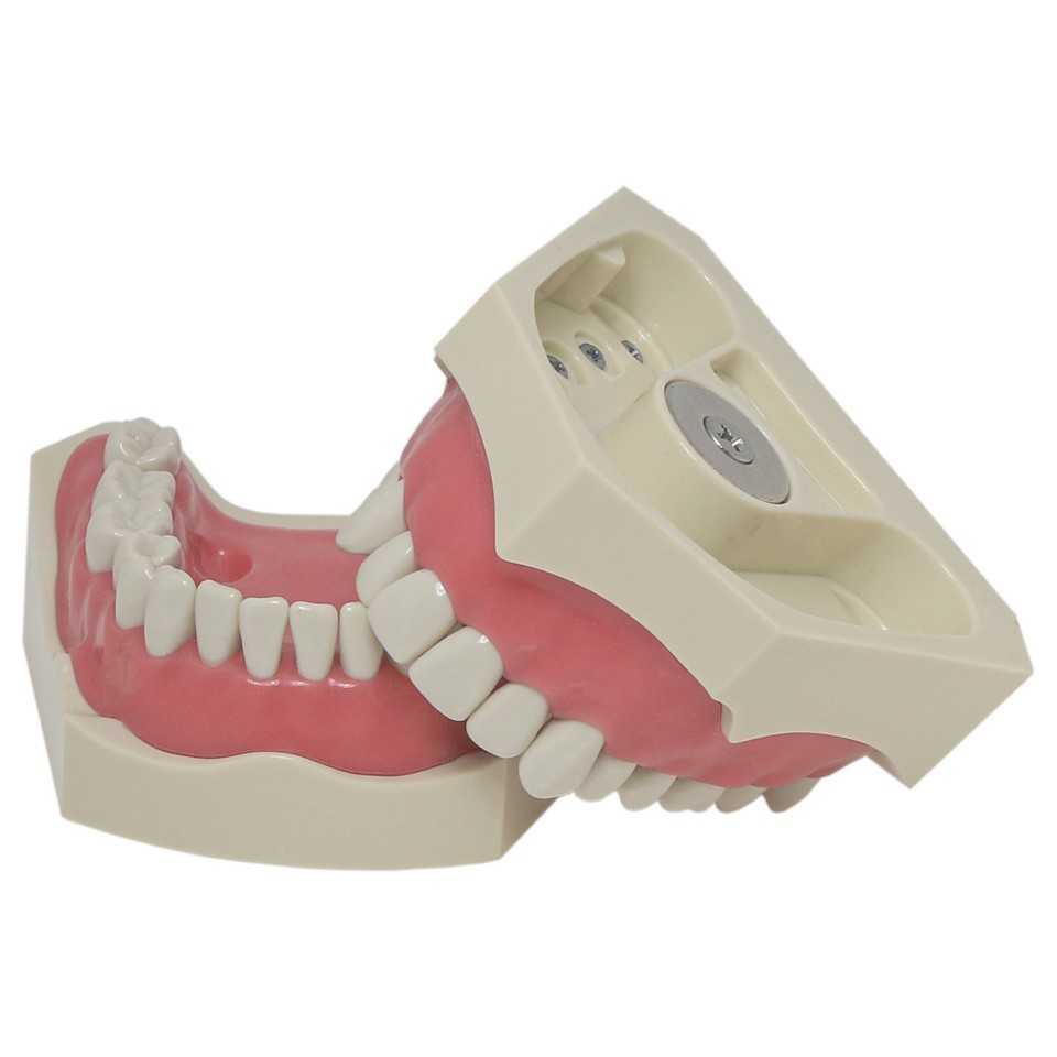 Dental ADC Soft Gingivae Magnetic 32 Teeth Model M8030 Fits Columbia ...