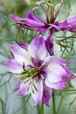 Nigella Damascena “Mulberry Rose” x 50 seeds | eBay