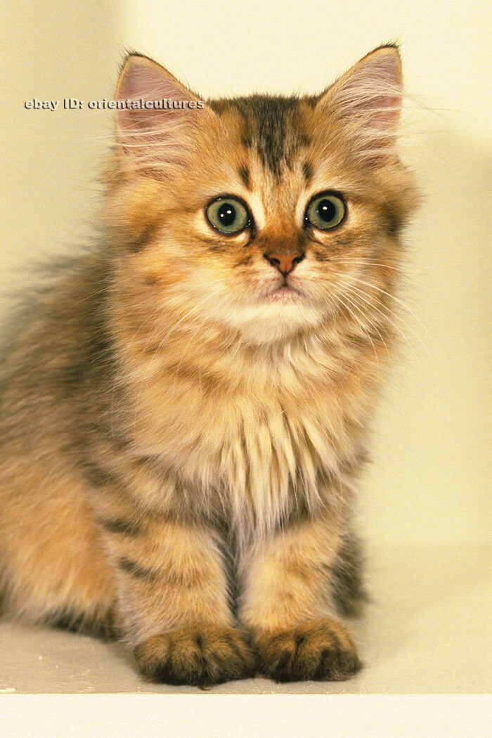 Chinese 100% real natural silk thread,su hand embroidery kits:cute ...