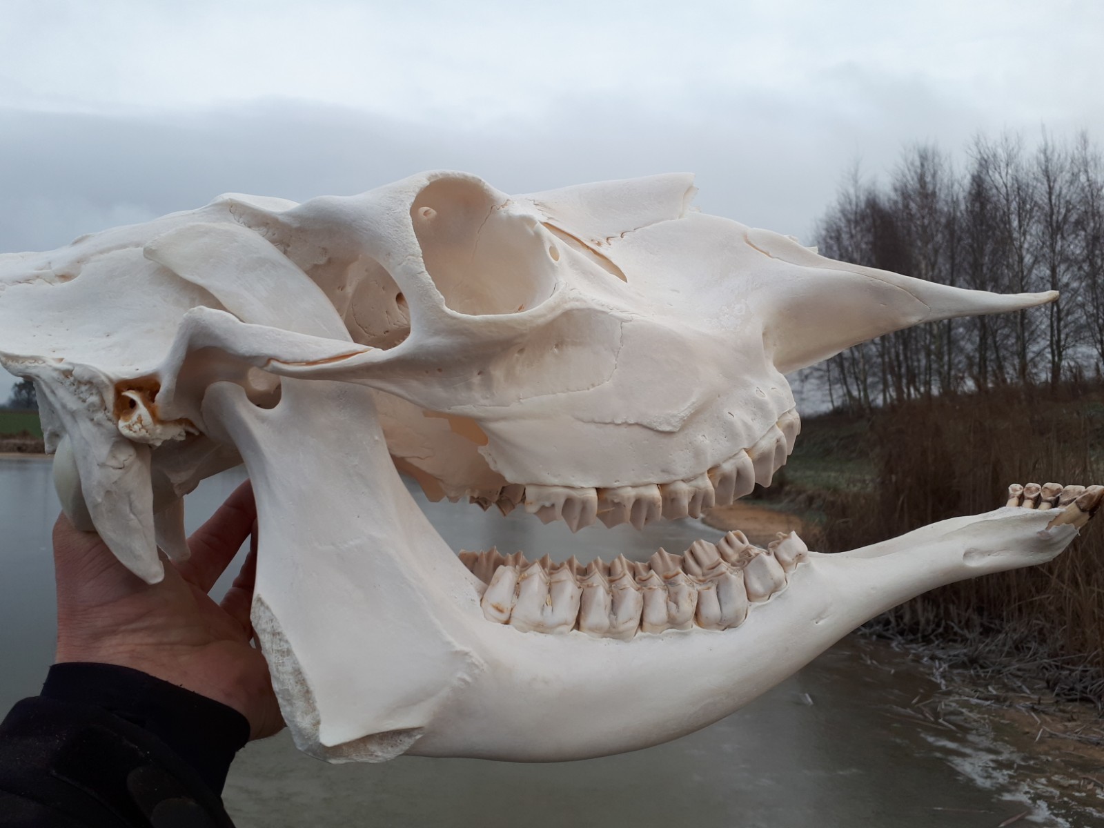 WILD MOOSE Alces americanus SKULL TAXIDERMY | eBay