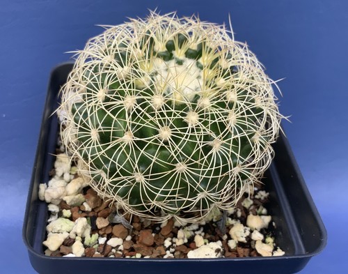 Discocactus zehntneri araneispinus shown in a 4 inch pot, #R1322 | eBay