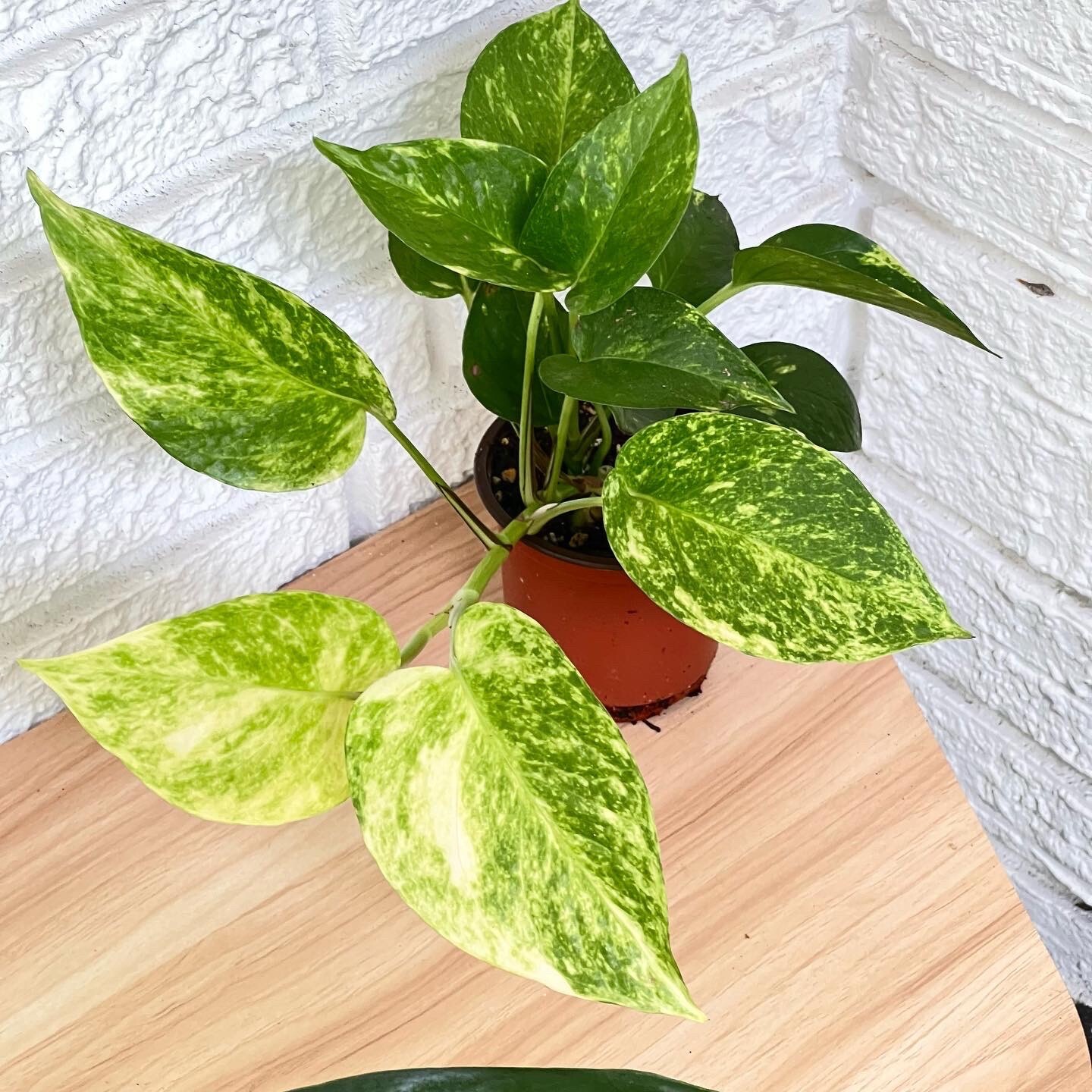 80” SUPER LONG TRAILING Golden Pothos Live Plant Multi Low Light Air ...