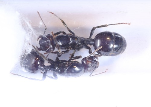 lot de 2 reines :: fourmi Messor Barbarus | eBay