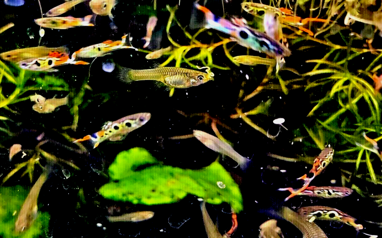 PURE RUSSIAN RED STAECK Endler's 3 Pairs (2 Pair+ One Free Pair (3M/3F ...