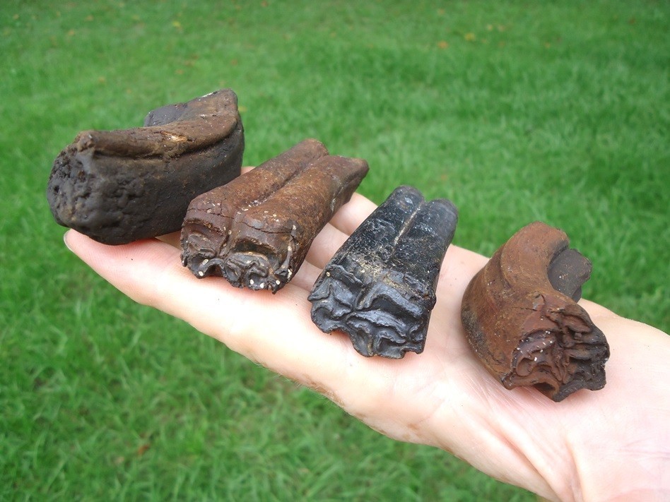 4 LARGE HORSE MOLAR TEETH FLORIDA FOSSILS ICE AGE EXTINCT TOOTH JAW ...