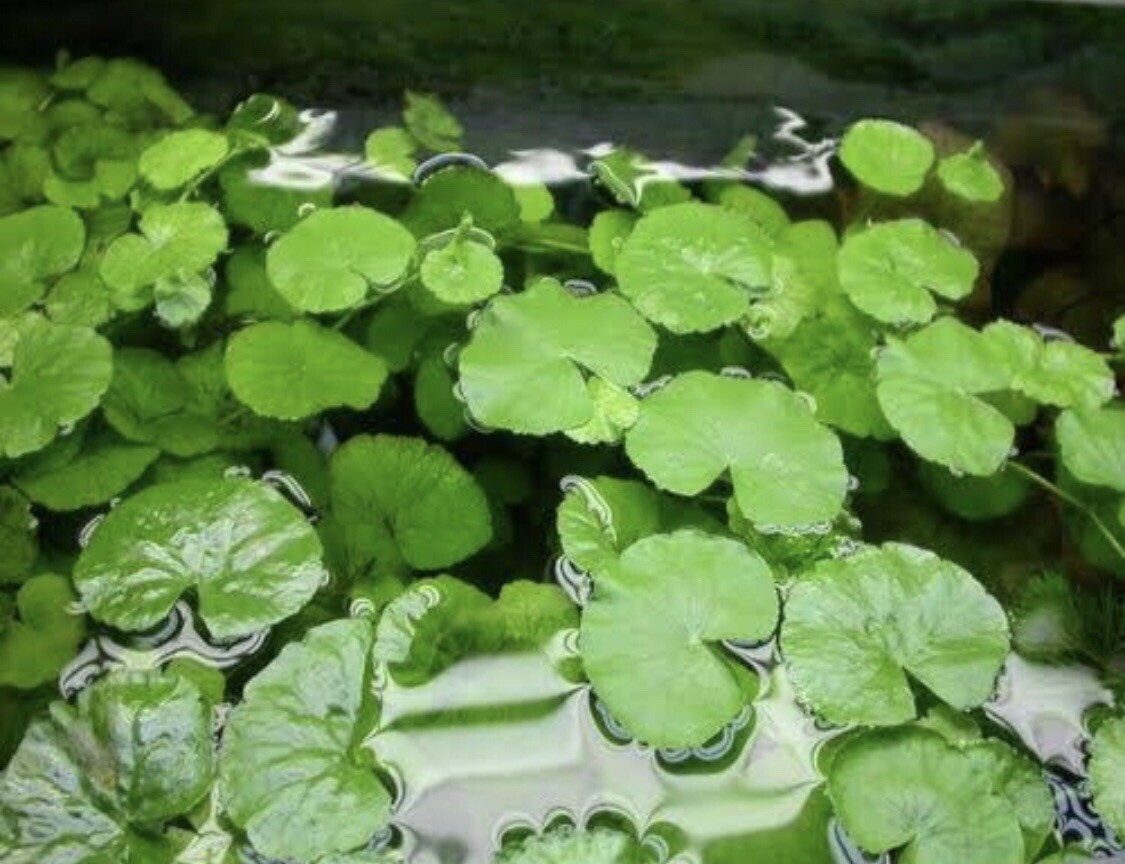 SPECIAL - $6.95 A Bunch!!! Giant Cardamine Bunch - Live Aquarium Plant ...