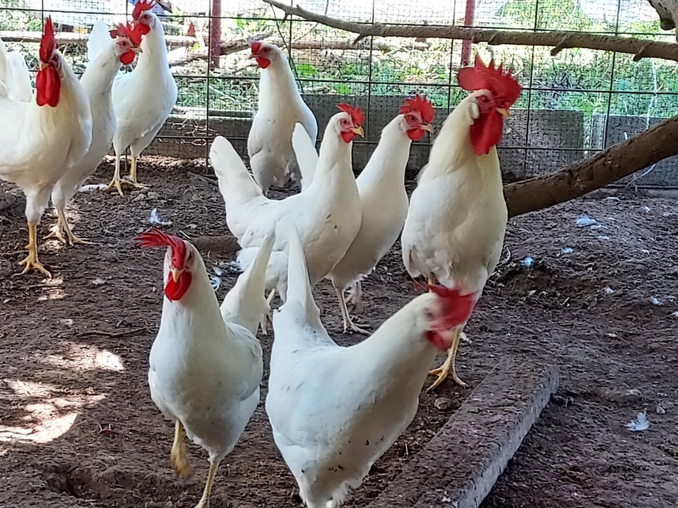 2 Purebred White Leghorn Chicken Fertile Hatching Egg | eBay