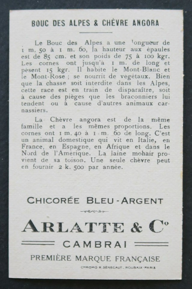 Chromo image CHICORY ARLATTE Alpine goat Angora goat Goat | eBay Australia