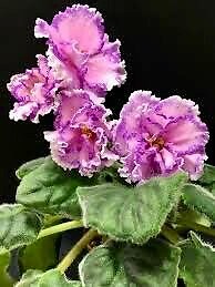 Mixed Miniature Variegated African Violet Seeds ~ Indoor Plant ~ House ...