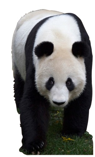 SC2150 Panda Bear Facing Forward Cardboard Cutout Standup | eBay