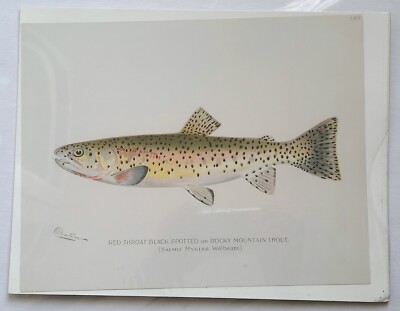 Sherman F Denton Original Antique Fish Color Lithograph Red Throat ...