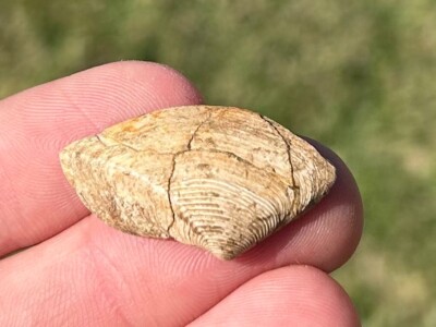 California Fossil Bivalve Tellina bodegensis Pleistocene Age Shell | eBay