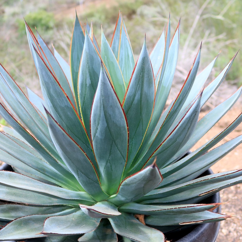 Agave Blue Glow cactus Cacti Succulent real live plant | eBay