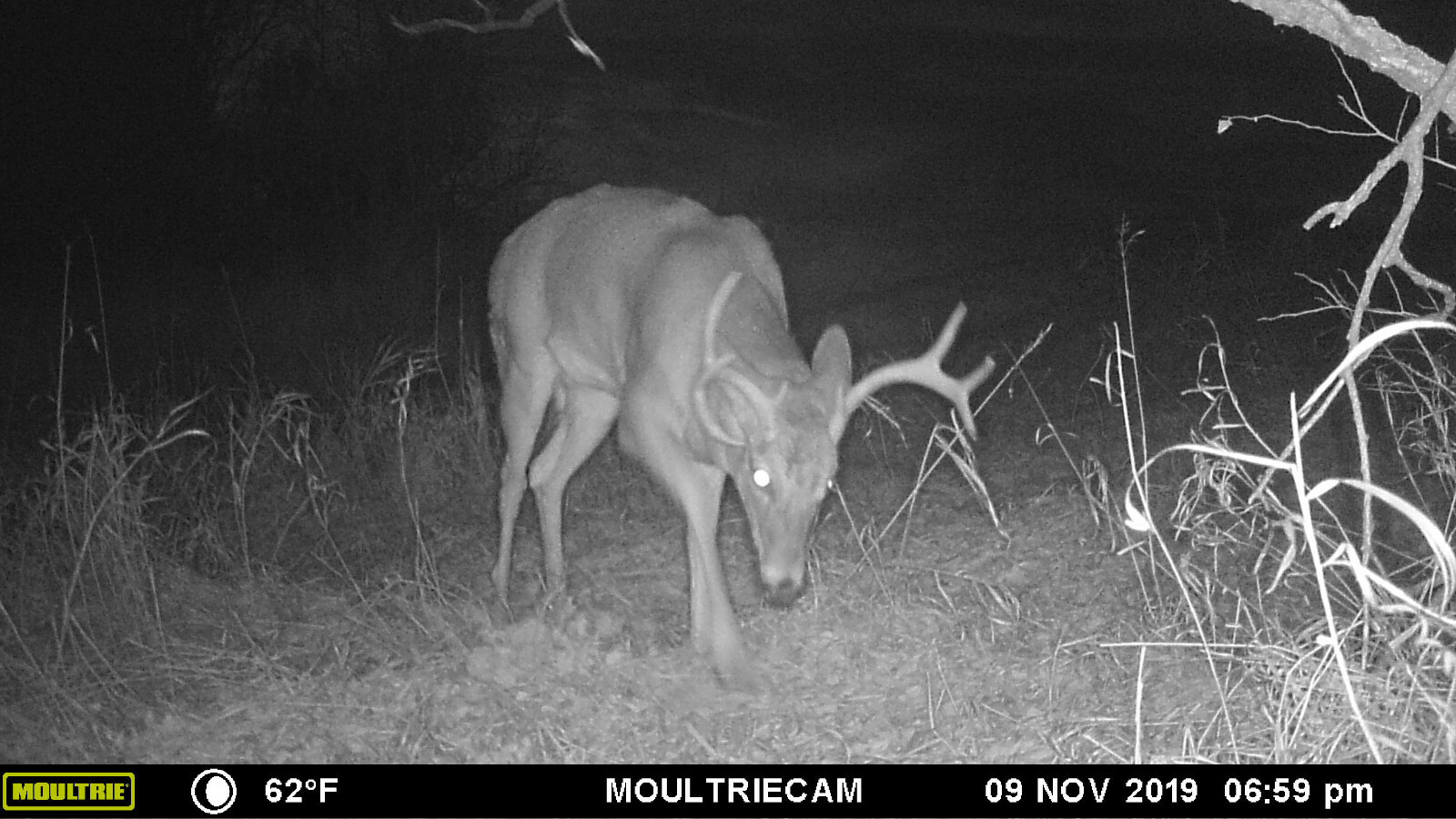 Hot Doe Deer Lure, Doe Urine, Doe in Heat Pheromones, Strong Rutting ...