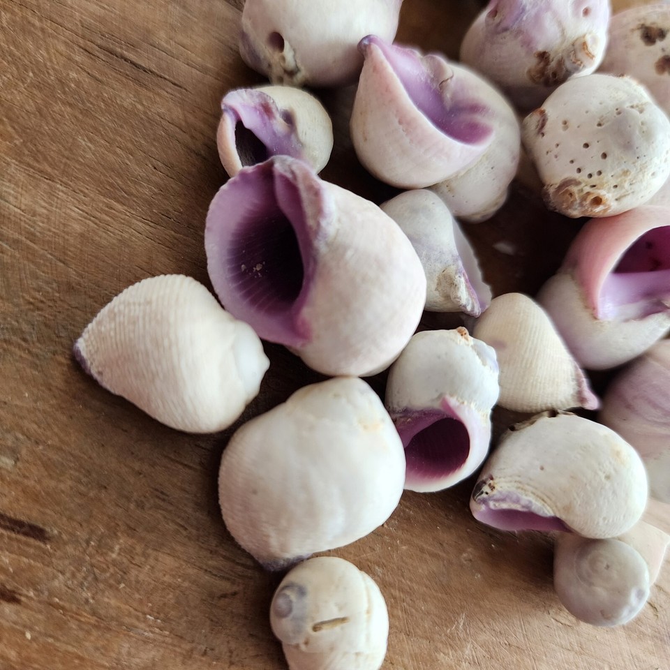 25pc Cebu Shells - Wholesale Shells - Bulk Shells - Craft Shells ...