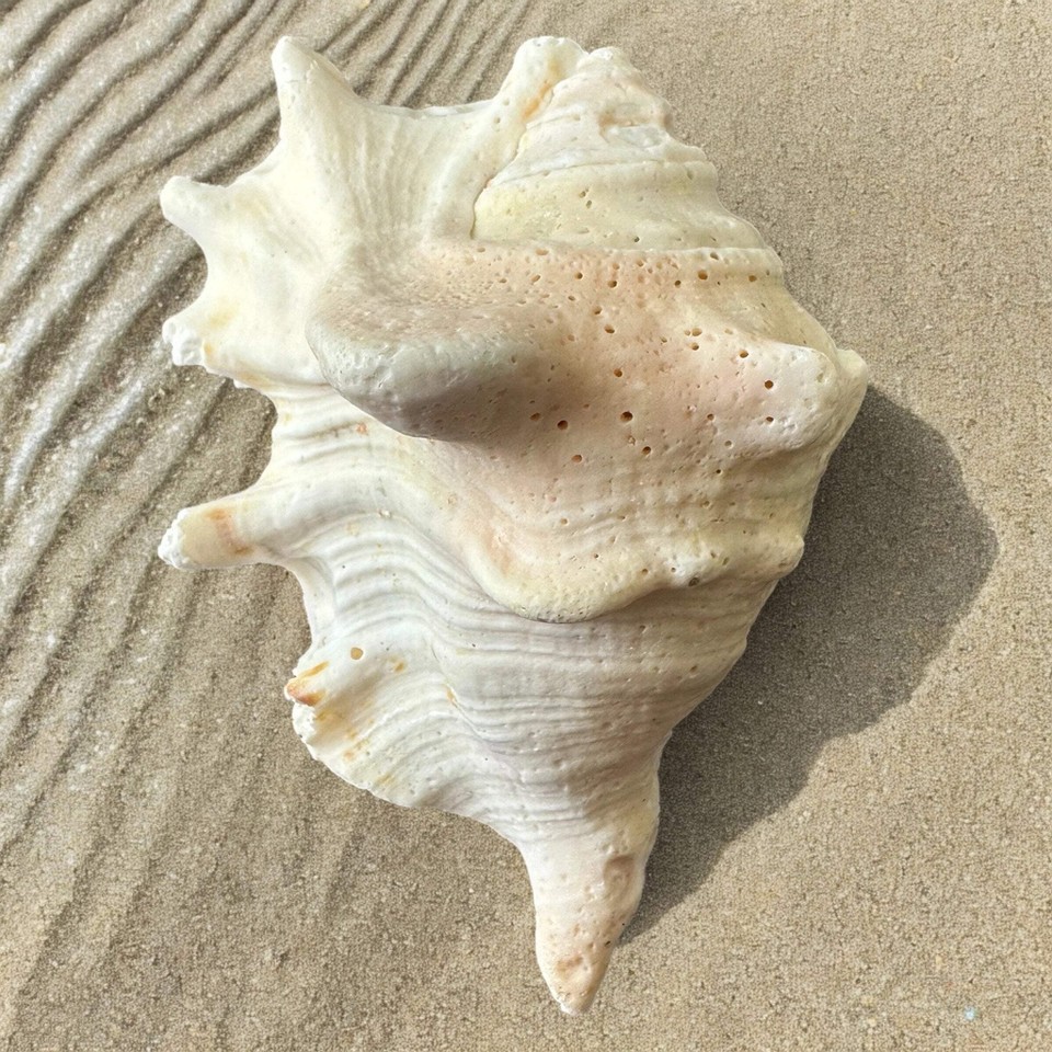 Large Conch Seashell Rare Real Spiky Real Ocean Big Natural Sea Shell ...