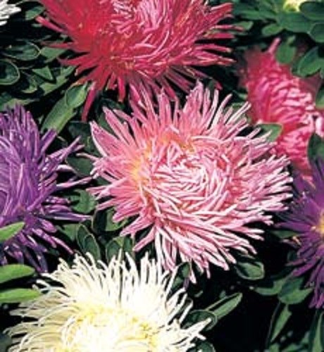 40+ OSTRICH PLUME ASTER CUT FLOWER ASSORTMENT FLOWER SEED MIX / ANNUAL ...