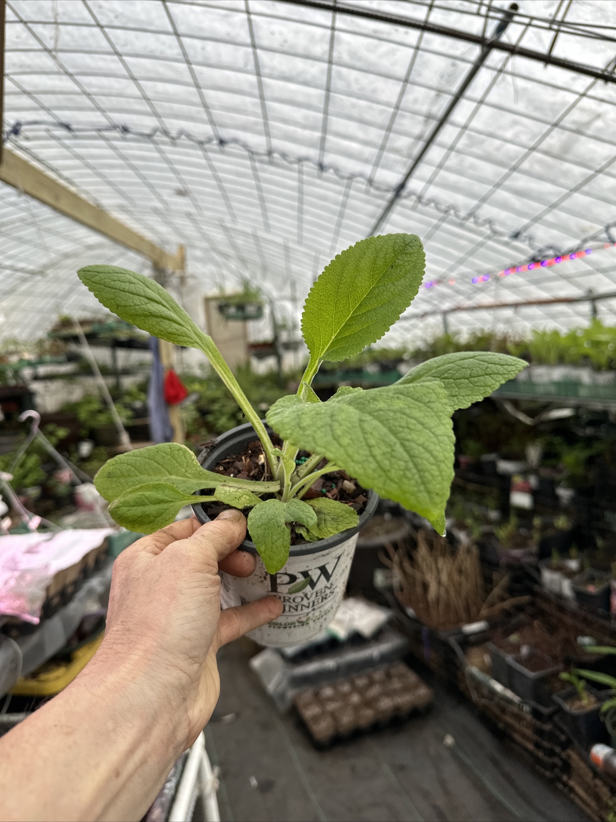 Foxglove Live Potted Plant Digitalis Flower Deer Resistant | eBay