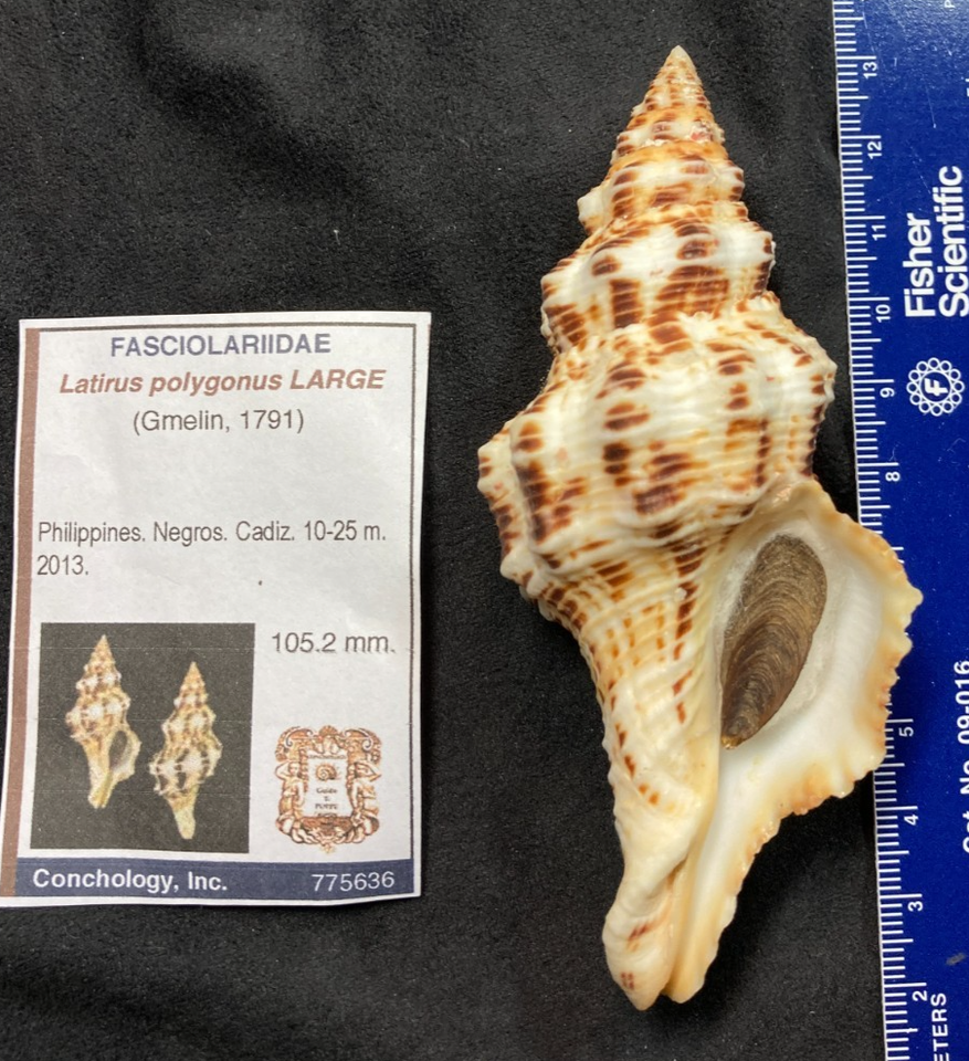 FASCIOLARIIDAE Latirus polygonus LARGE 102.2mm Negros, Philippines 2013 ...