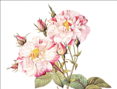 1990 Vintage Print Rose Flower Rosa Damascena Variegata Floral Roses | eBay