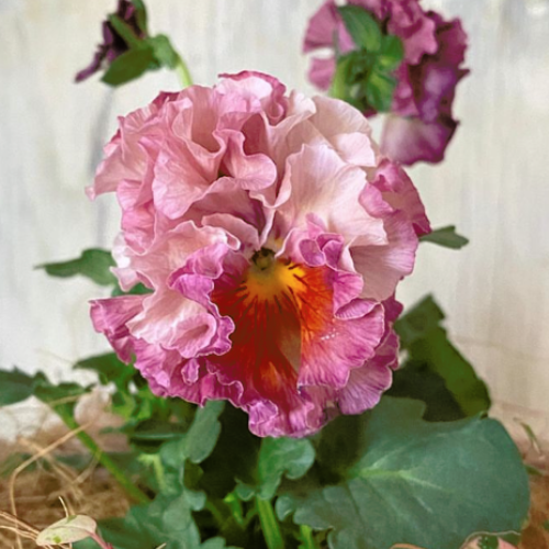 150+ Pansy Seeds (Viola) - Fragrant, Flower Seeds, Annual Seeds, Garden ...