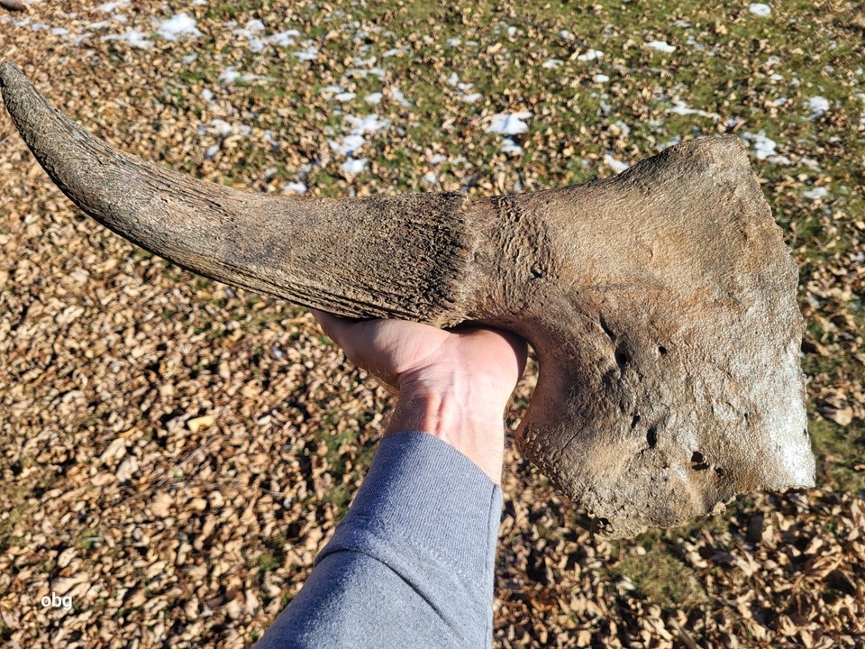 Historic Large Bison Occidentalis Horn Core Partial Skull Buffalo | eBay