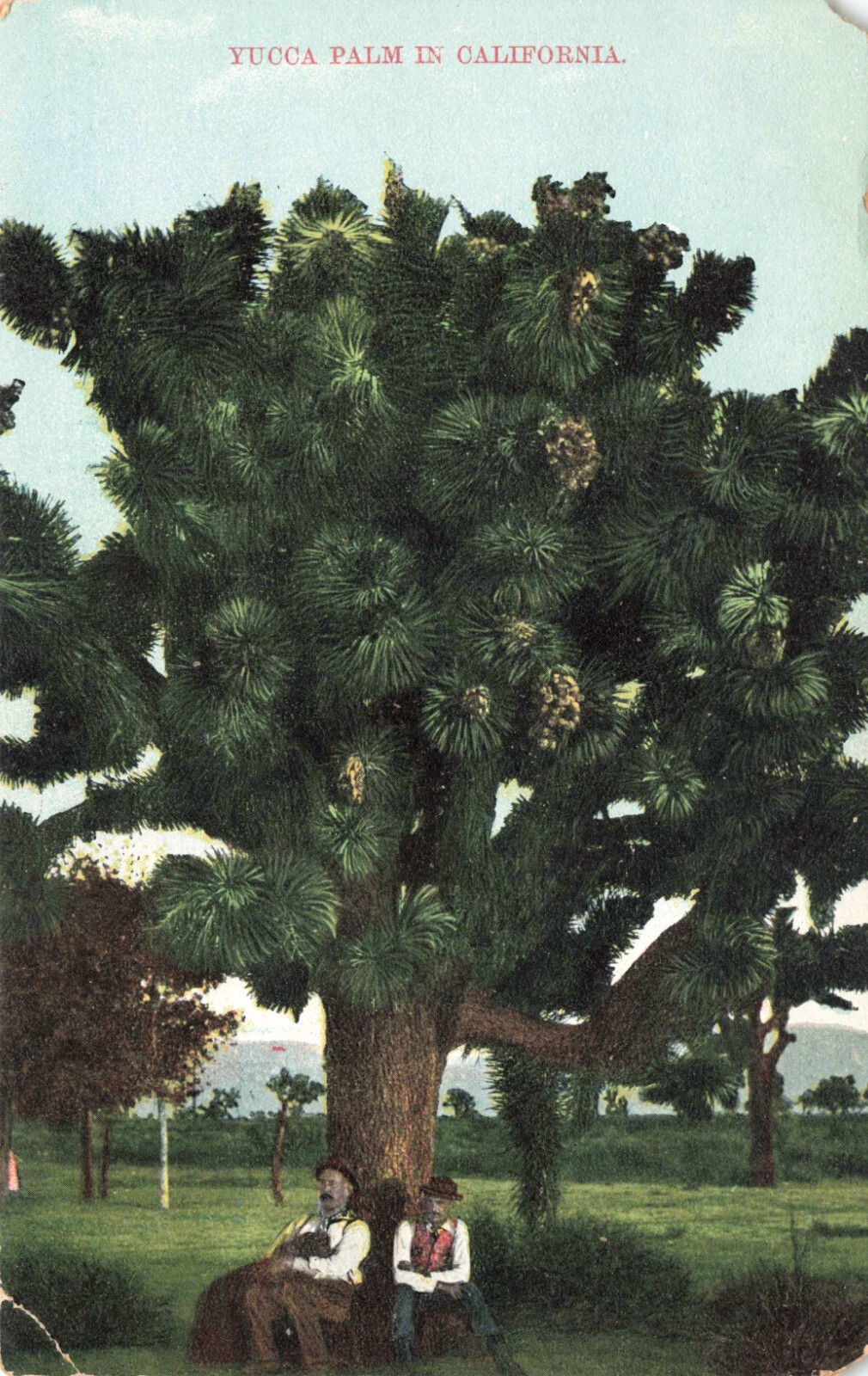 Postcard CA Yucca Palm (Joshua Tree) Two Men Sitting Evergreen Spikey ...