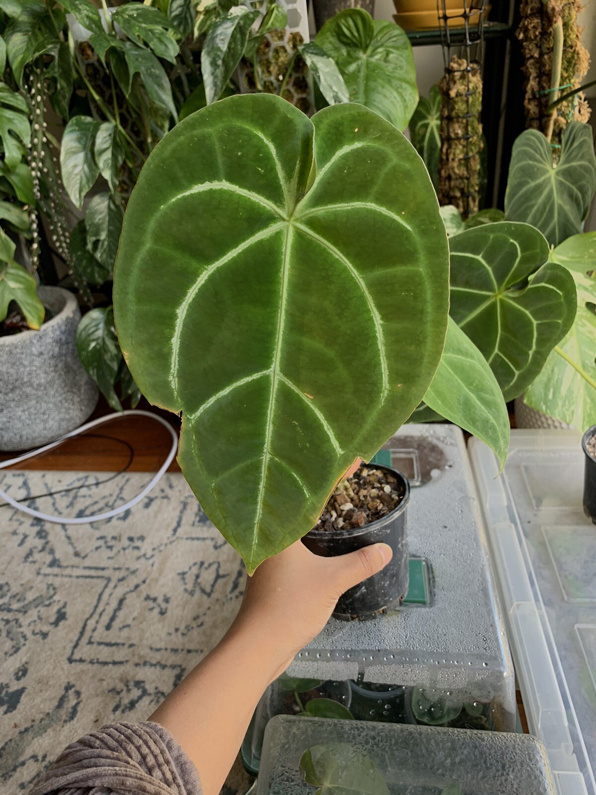 Anthurium Bundle Of 2 | eBay