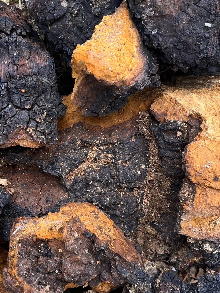 1 lb Wild Michigan Chaga Mushroom Chunks | eBay