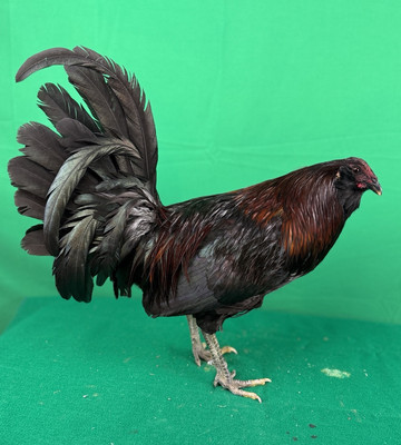 Livestock Supplies - Gamefowl