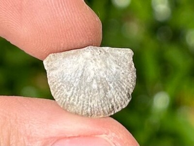 Michigan Fossil Brachiopod Stropheodonta crassa Devonian Potter Farm ...