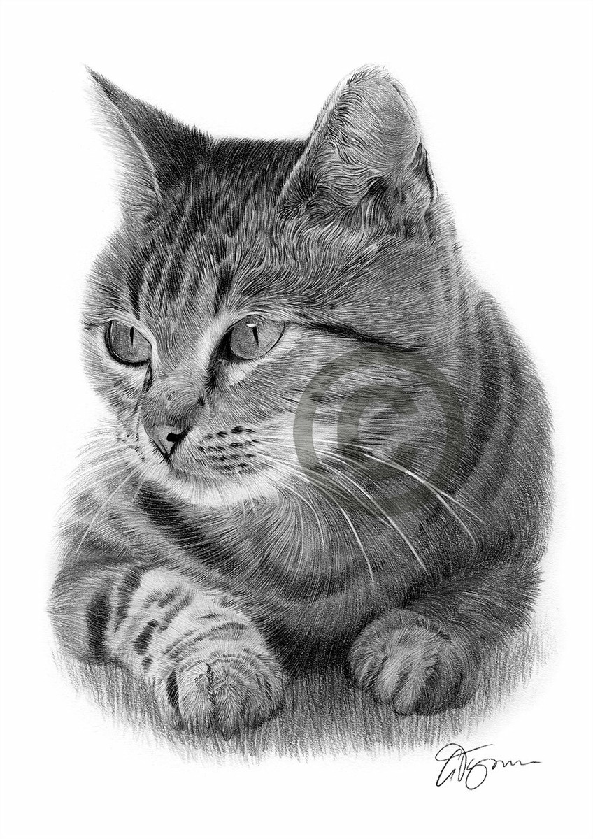Cat Sketches And Drawings How To Draw A Realistic Cat, Draw Real Cat,
