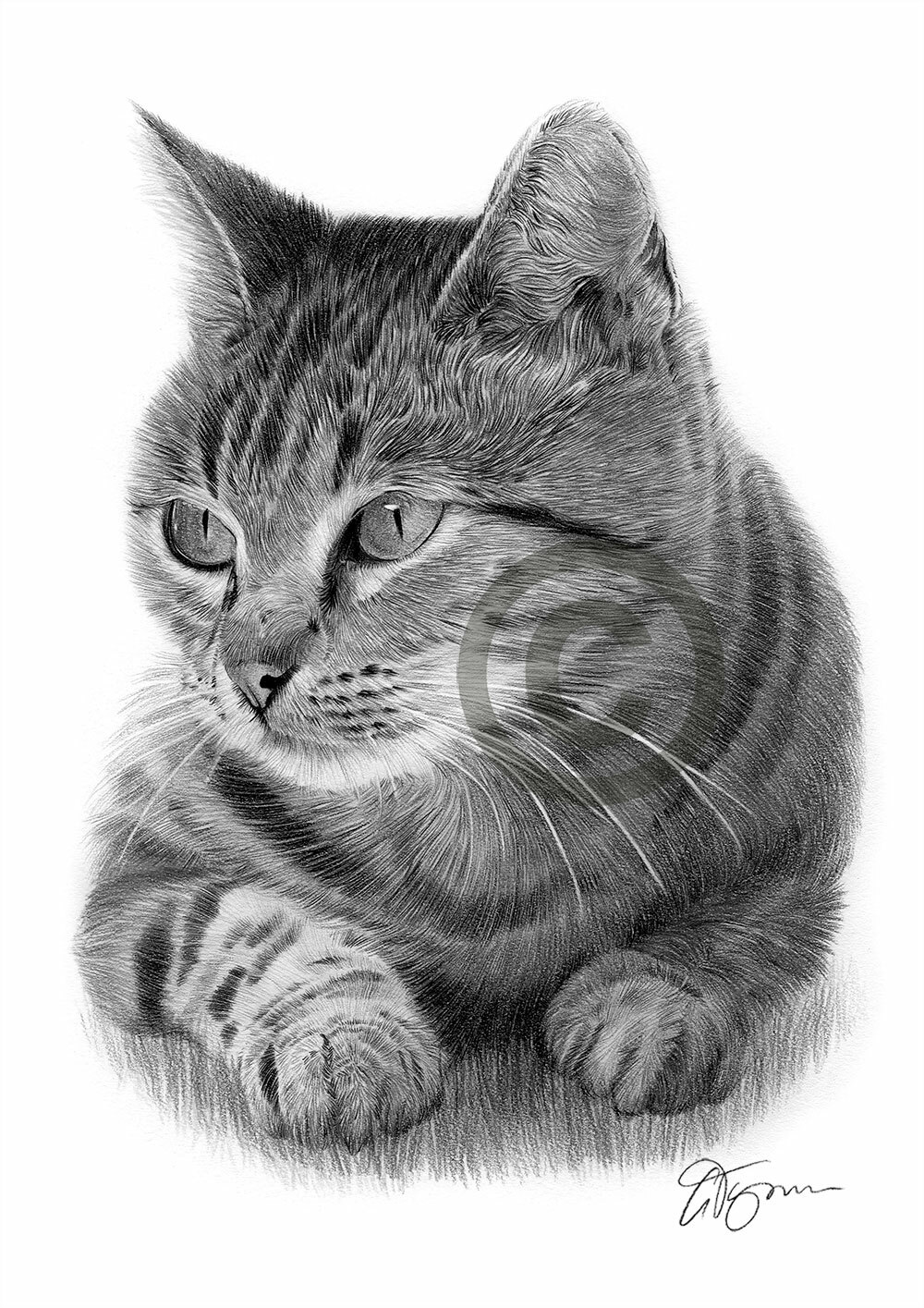 CAT pencil drawing art print A3 / A4 sizes signed by UK artist pet ...