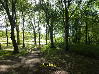 Photo 6x4 Plantation near Barrow Common Brancaster c2012 | eBay UK