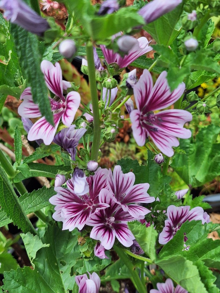 ZEBRA MALLOW 100 SEEDS, WHITE w/PURPLE, ZEBRA STRIPED FLOWERS, MALVA ...