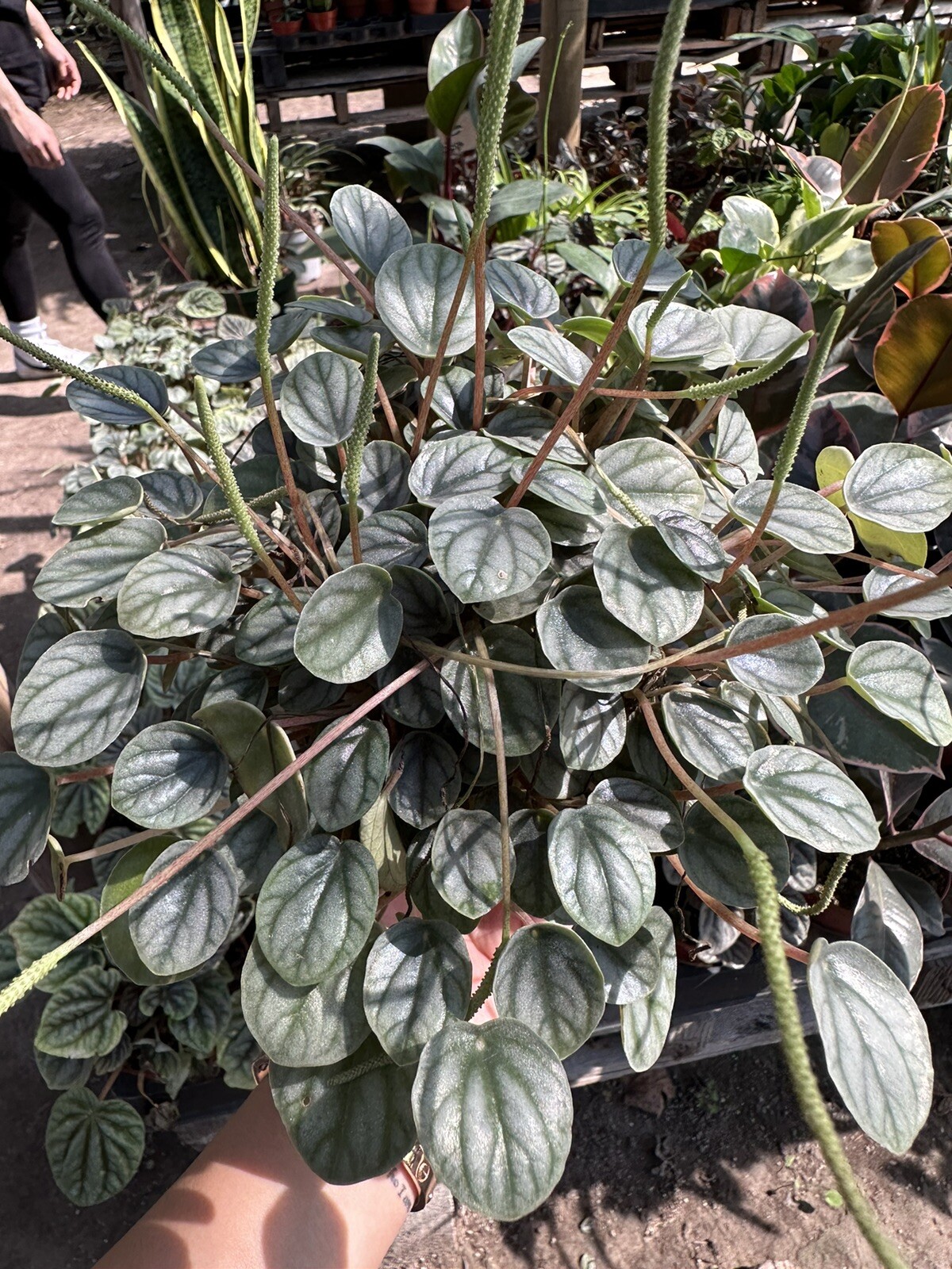 peperomia caperata 'silver ripple' - live house plant In 4” Pot | eBay
