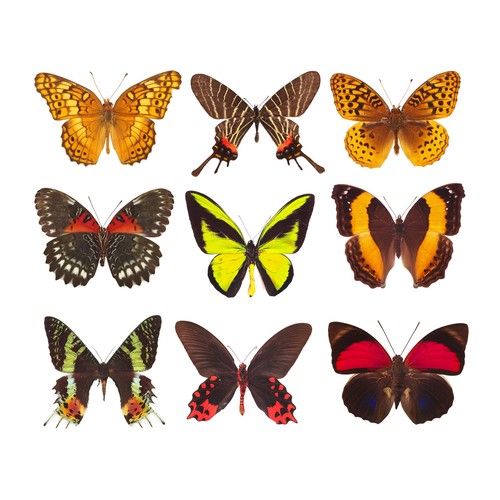 Nine Butterflies Collection Various Types Colourful Large Wall Art ...