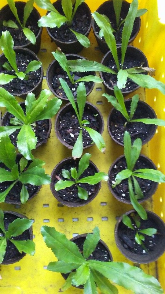 200+, 1000+ Culantro Mexican Coriander Asian Ngò Gai Recao Shadow Beni ...