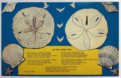 The Holy Ghost Shell Sand Dollar Postcard 1959 Vintage Sea Ocean ...