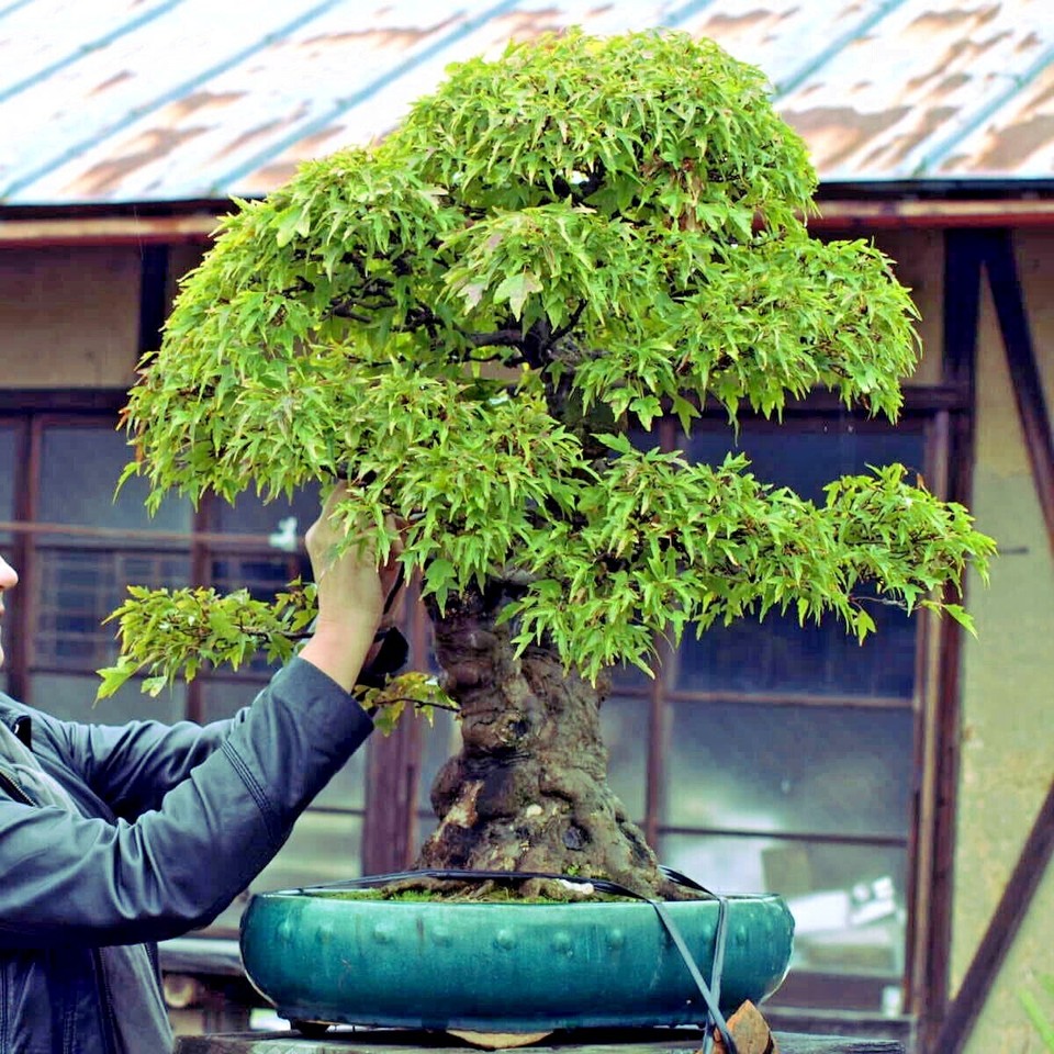 TRIDENT MAPLE TREE SEEDS (Acer buergerianum) Gorgeous Fall Colors ...