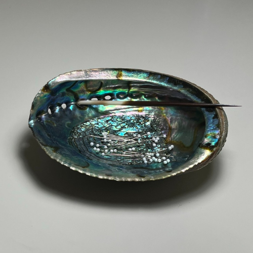 Large Abalone Shell Natural Paua Rainbow LG Sea Green Blue Shell Beach ...