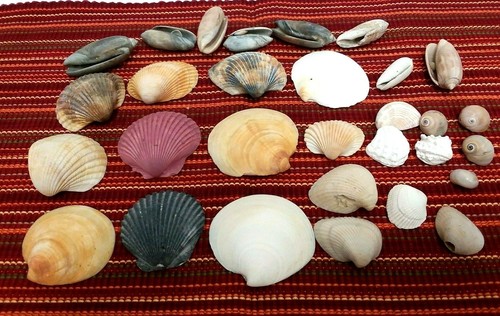 Lot of 29 Assorted Sea Shells Clam Scallop Snail Decorative Display Crafts #1 | eBay