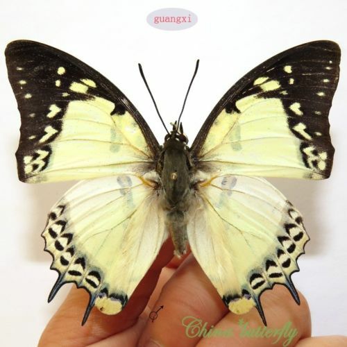 insect 5 PCS unmounted butterfly Nymphalidae Polyura nepenthes CHINA A1 A1- | eBay