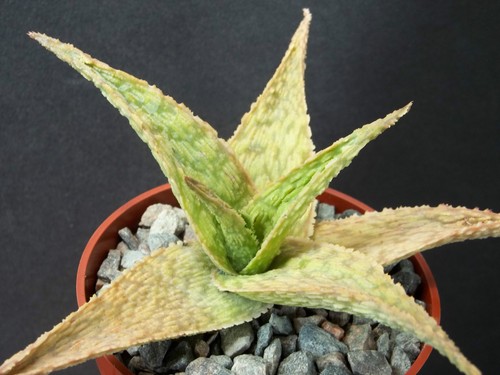 Aloe Silver Ridge, rare succulent plant exotic cacti cactus agave ...