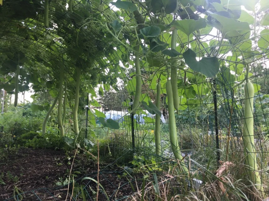 30 CUCUZZI seeds; Serpente di Sicilia; Serpent of Sicily summer squash ...